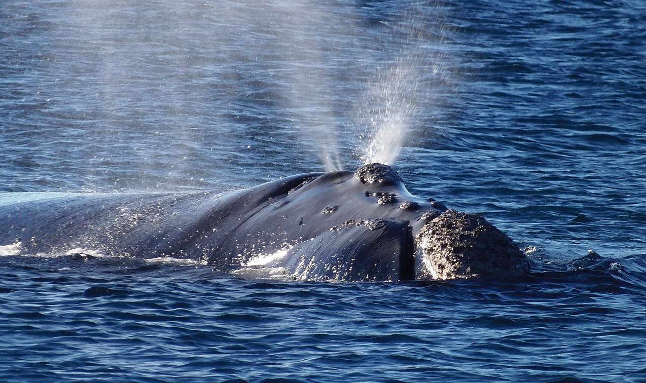 25 de septiembre Día Nacional de la Ballena Franca Austral » UNLP