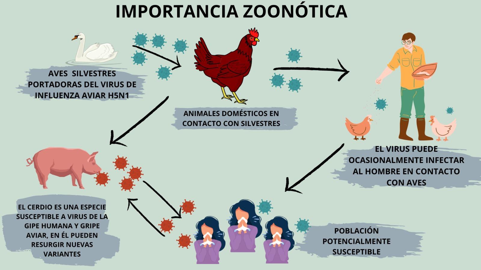 Influenza aviar o gripe de las aves en la Argentina – Global Buenos Aires