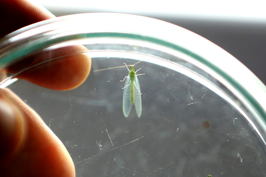 Cuidar a los insectos, la clave para una agricultura sustentable » UNLP