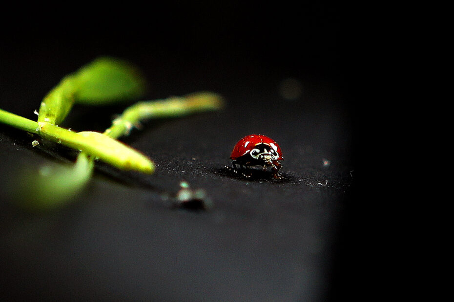 Cuidar a los insectos, la clave para una agricultura sustentable » UNLP